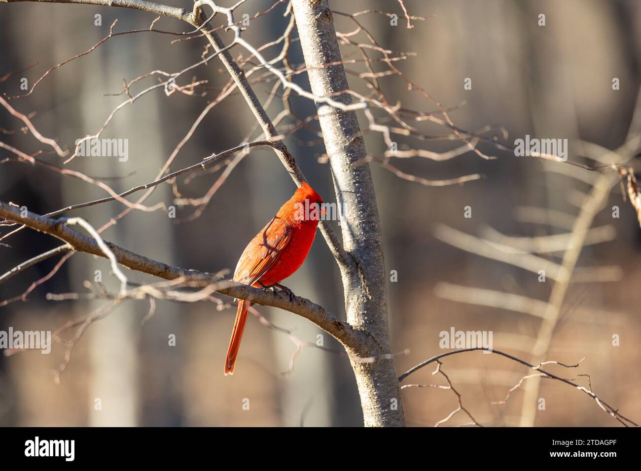 Male cardinal in a tree in Michigan Stock Photo - Alamy
