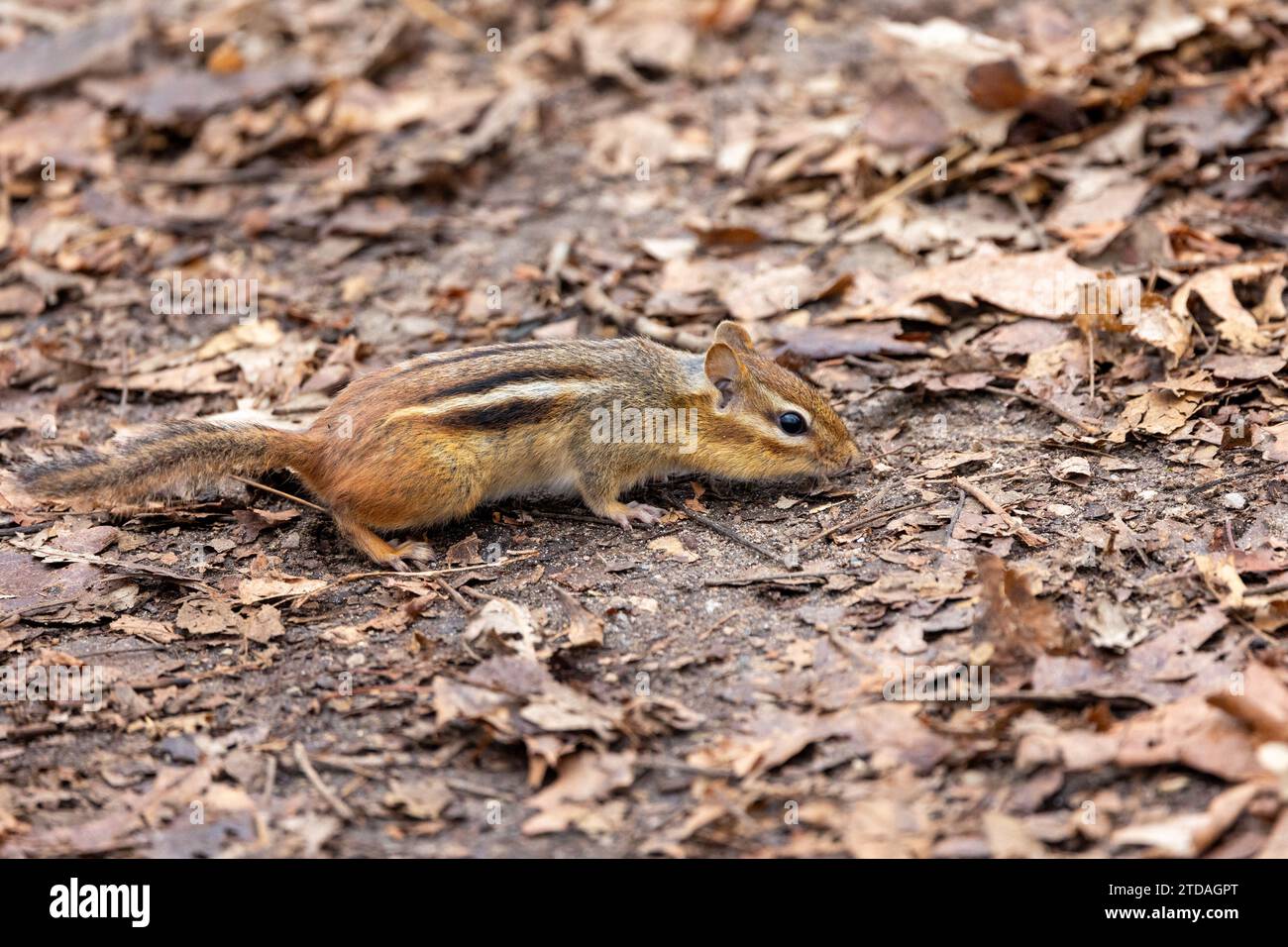 Chipmunk foraging hi-res stock photography and images - Alamy