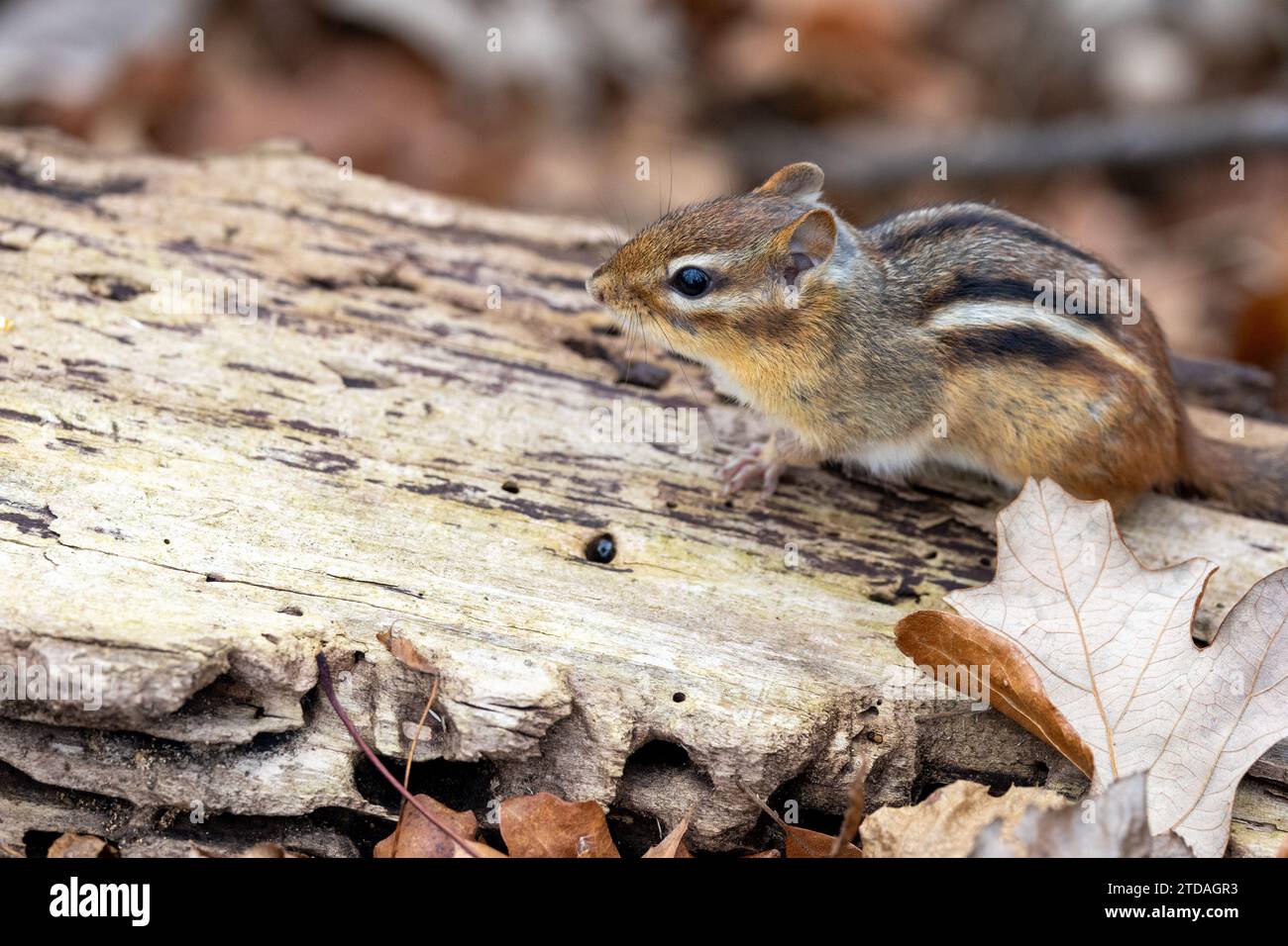 Chipmunk foraging hi-res stock photography and images - Alamy