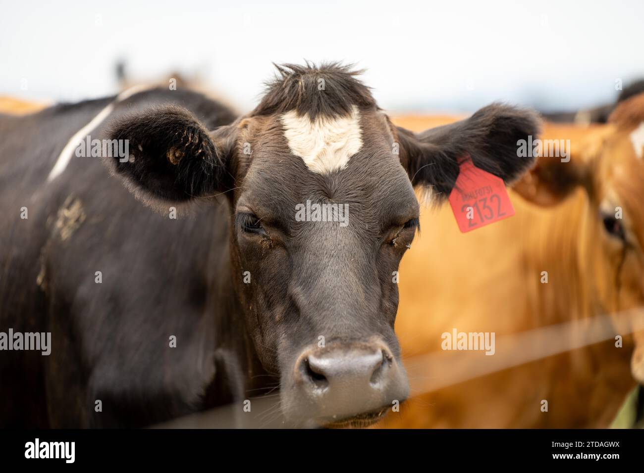 Portrait of Cows in a field grazing. Regenerative agriculture farm ...