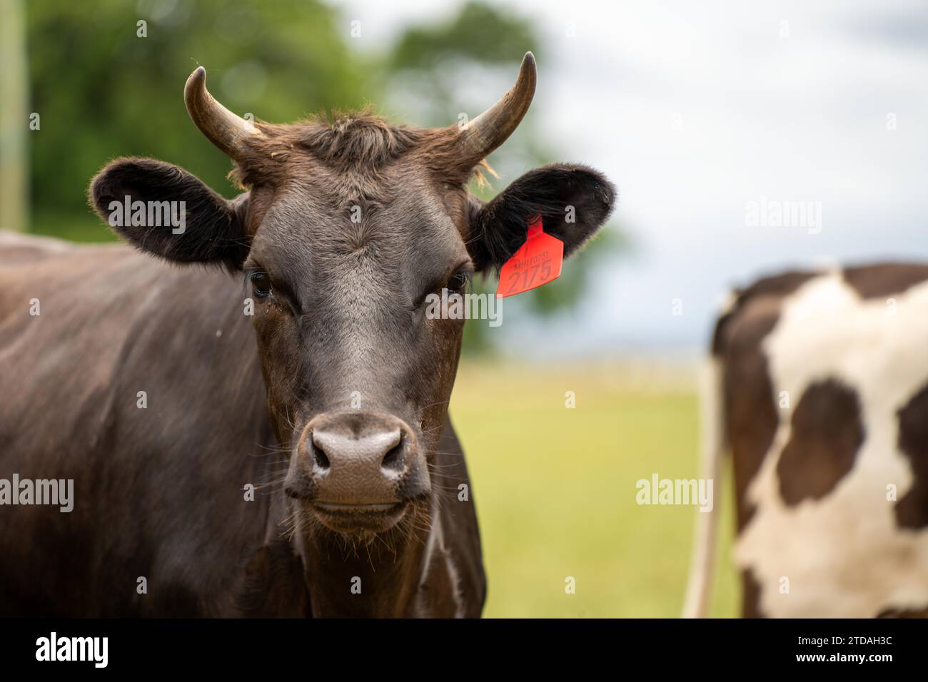 organic, regenerative, sustainable agriculture farm producing stud ...