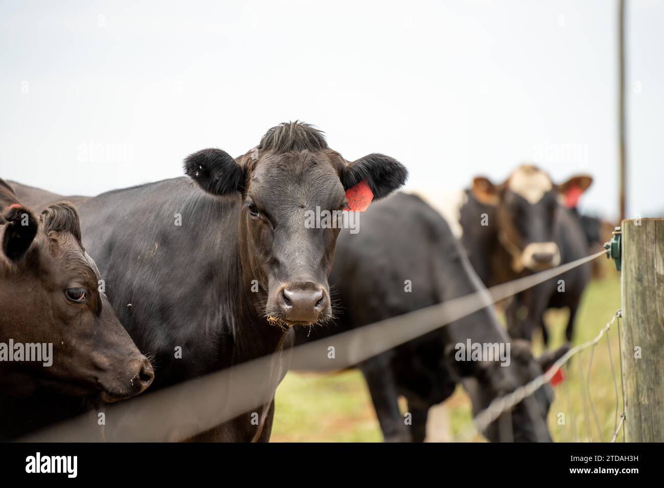 beautiful portrait of a cow in a field on a farm. big fat beef cow ...