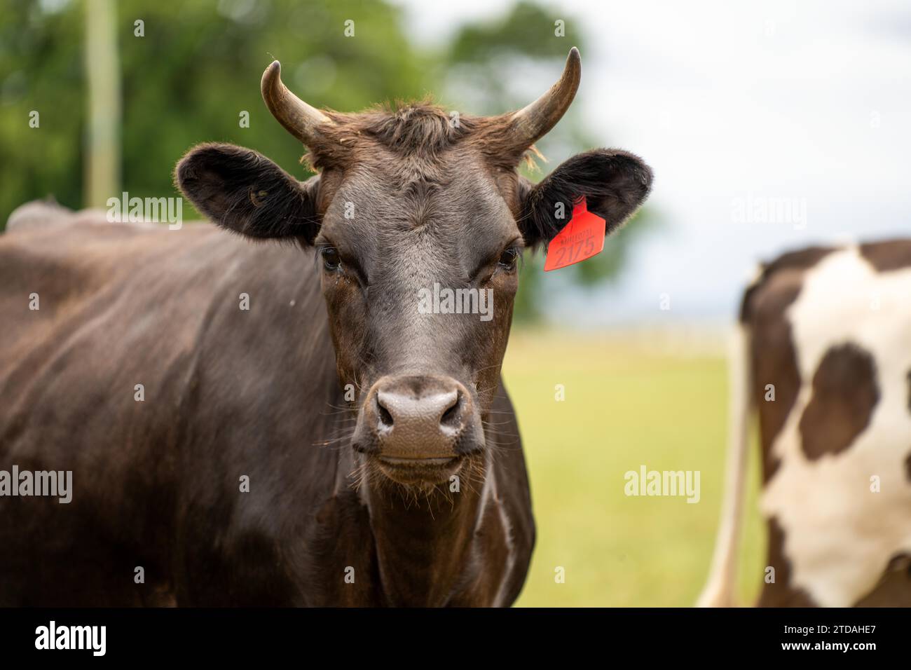 Portrait of Cows in a field grazing. Regenerative agriculture farm ...