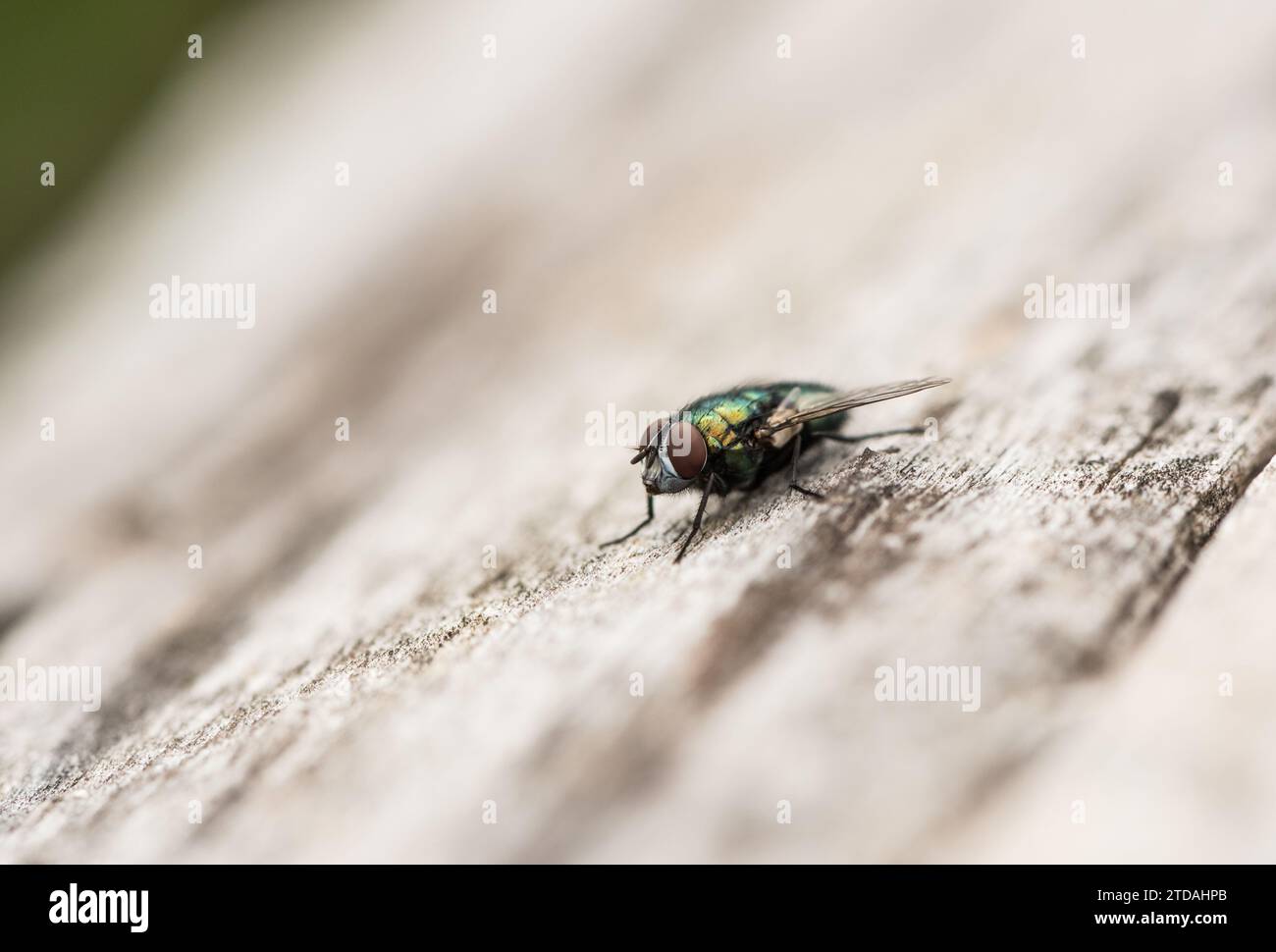 Lucilla hi-res stock photography and images - Alamy