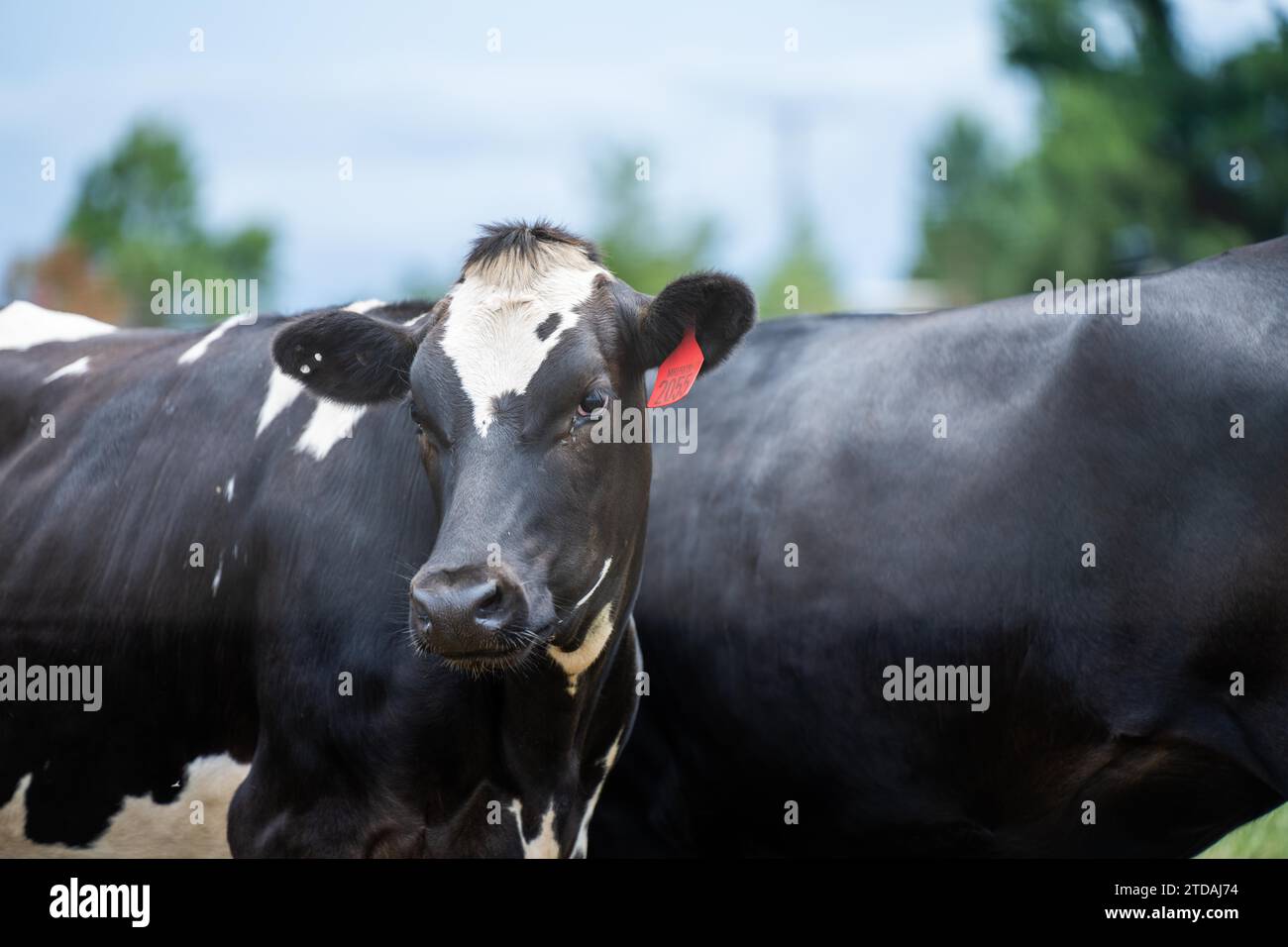 Portrait of Cows in a field grazing. Regenerative agriculture farm ...