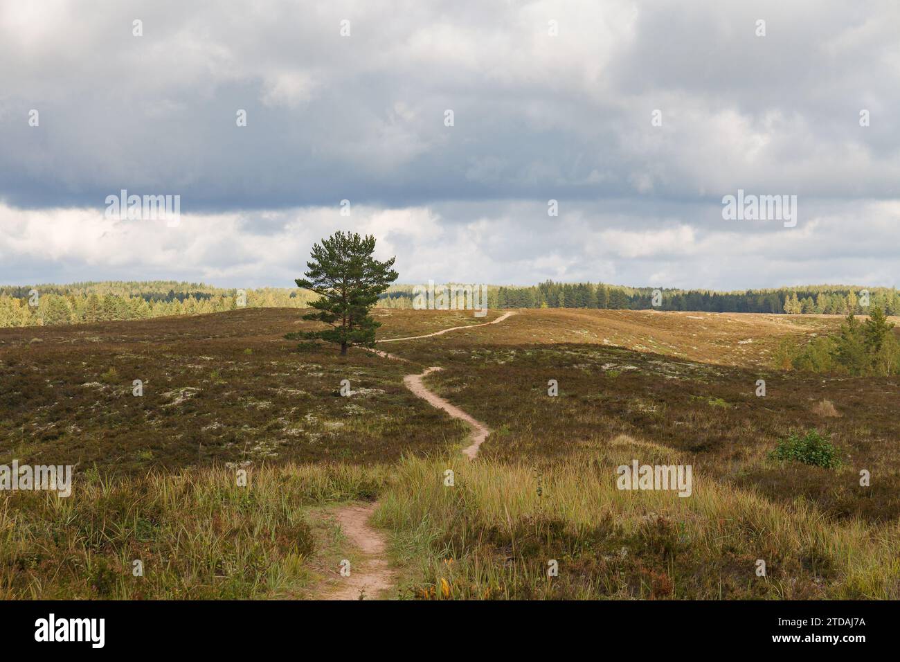 A path winds through a meadow, passing by alone tree. Former marchland ...