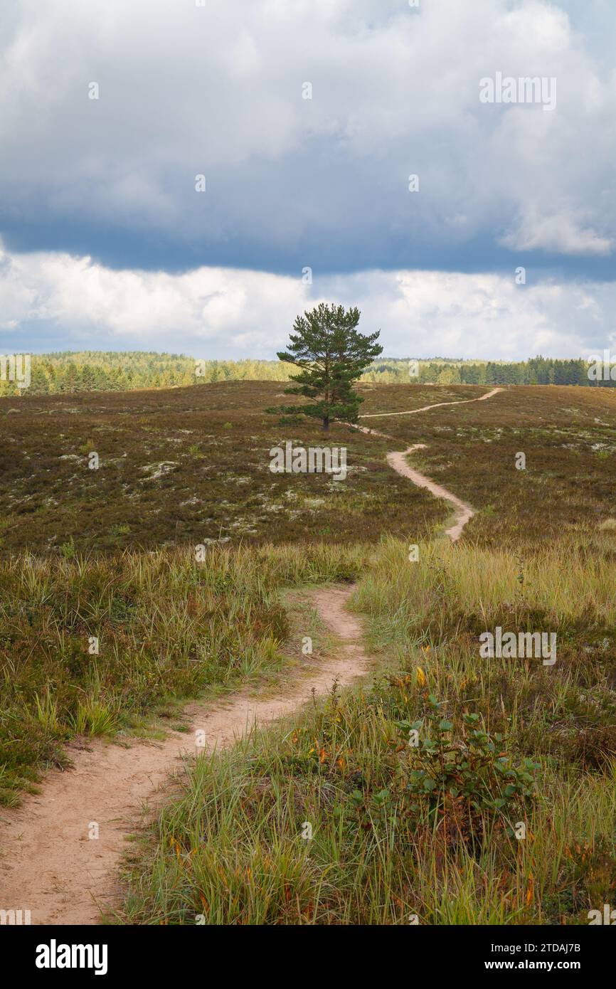 A path winds through a meadow, passing by alone tree. Former marchland ...