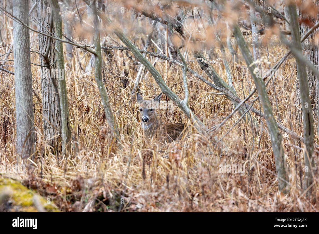 Female deer well hidden in the grasses of a swamp Stock Photo - Alamy
