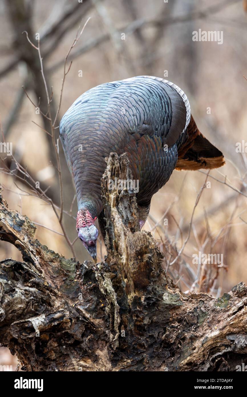 Birding in michigan hi-res stock photography and images - Alamy