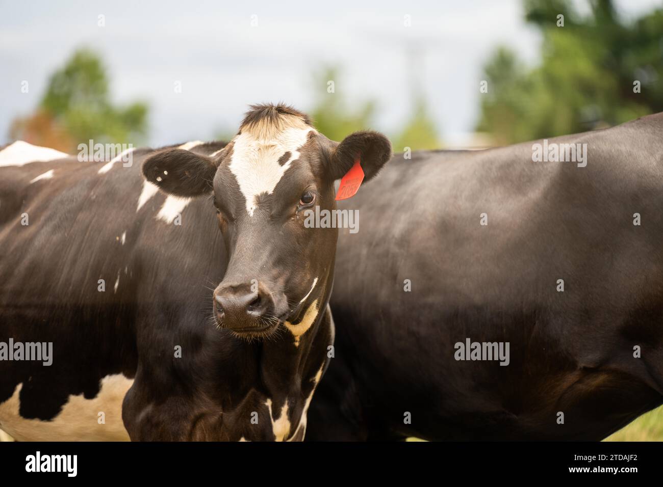 organic, regenerative, sustainable agriculture farm producing stud ...