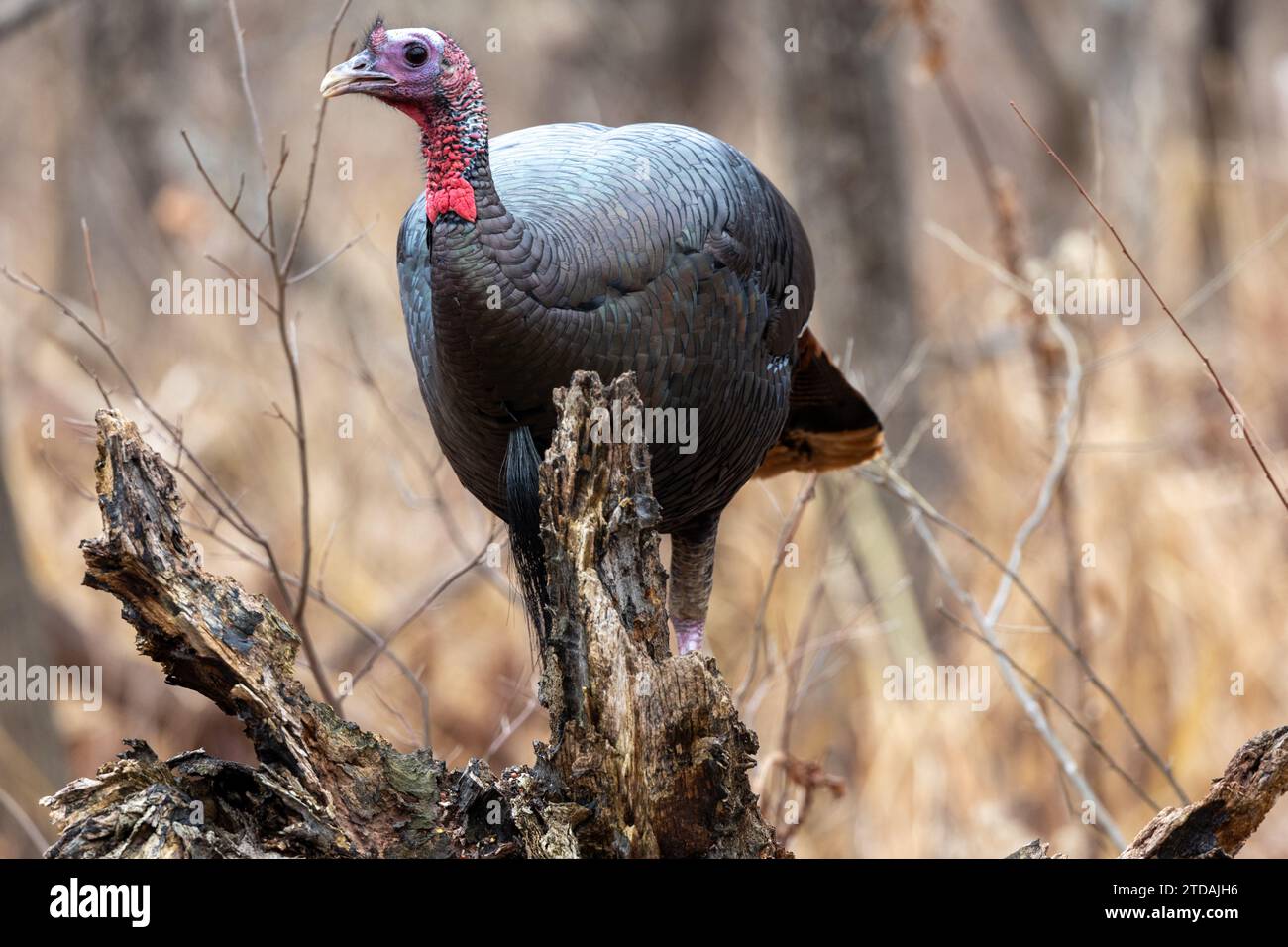 Wild turkey in the woods of Michigan Stock Photo - Alamy