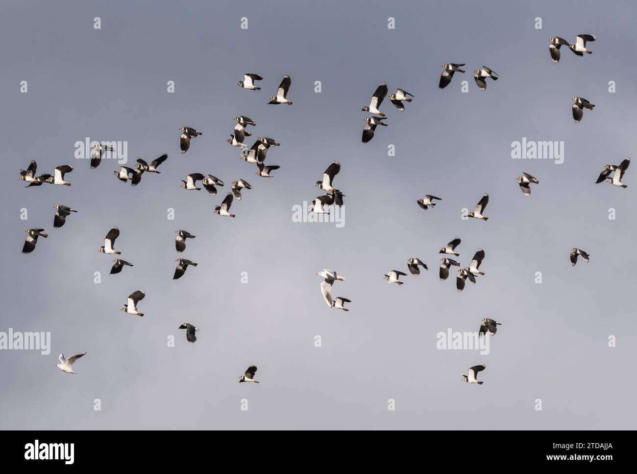 Flying lapwings hi-res stock photography and images - Alamy