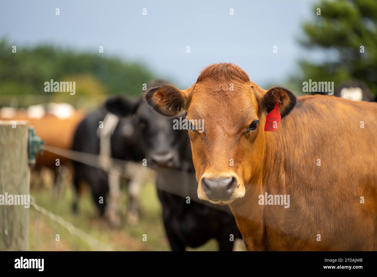 organic, regenerative, sustainable agriculture farm producing stud ...