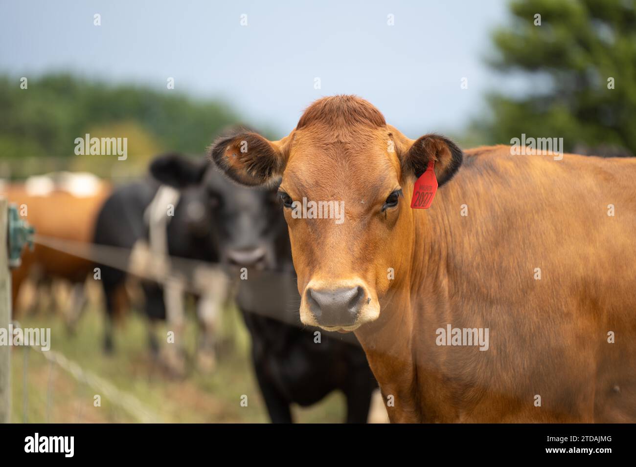 portrait Stud dairy cows grazing on grass in a field, in Australia ...