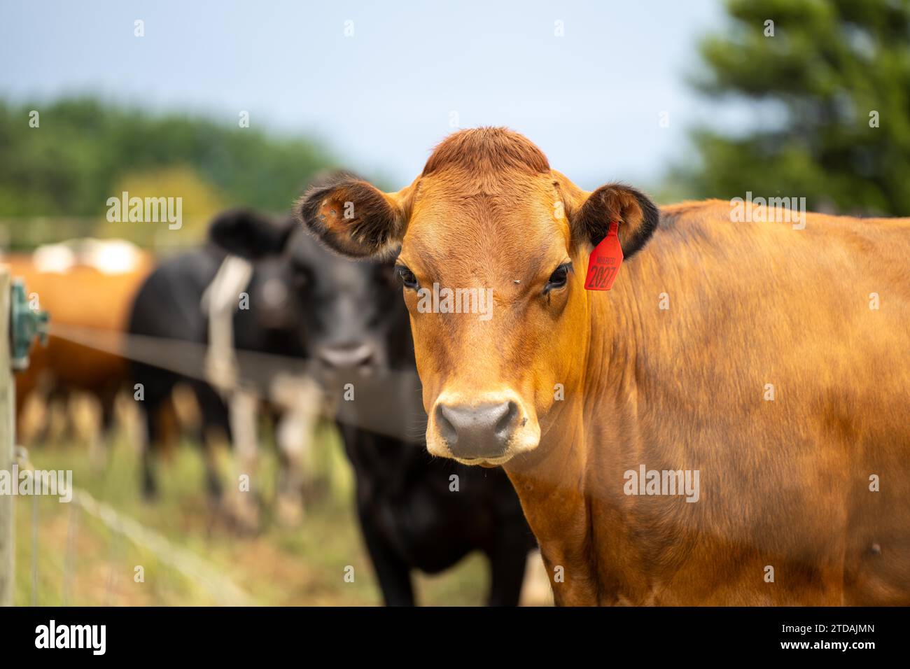 beautiful portrait of a cow in a field on a farm. big fat beef cow ...