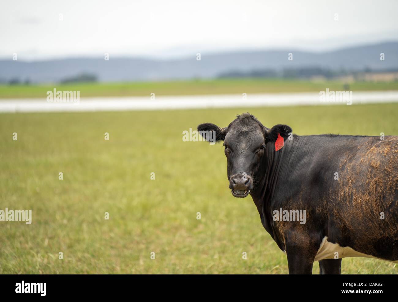 beautiful portrait of a cow in a field on a farm. big fat beef cow ...