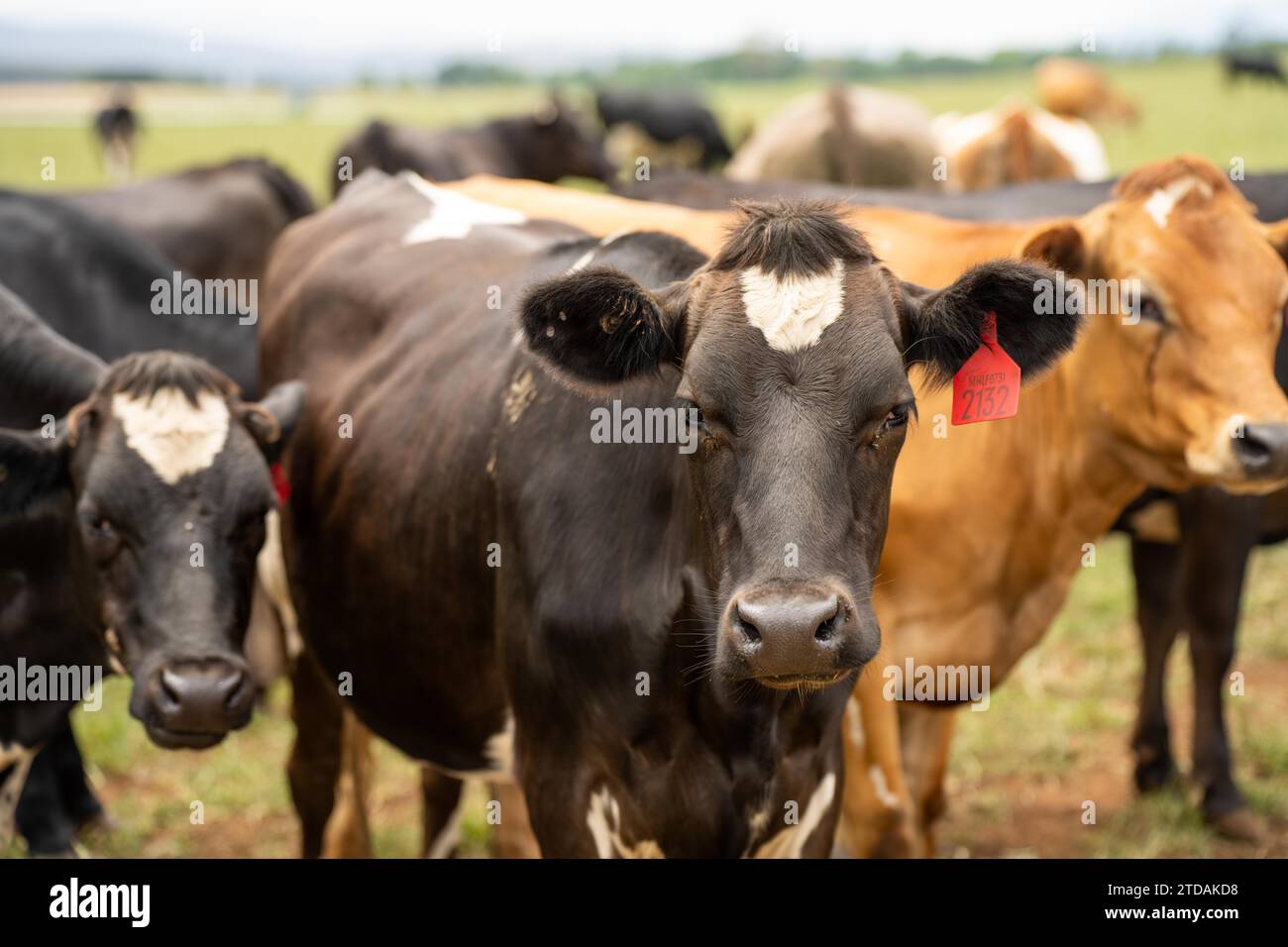 Portrait of Cows in a field grazing. Regenerative agriculture farm ...