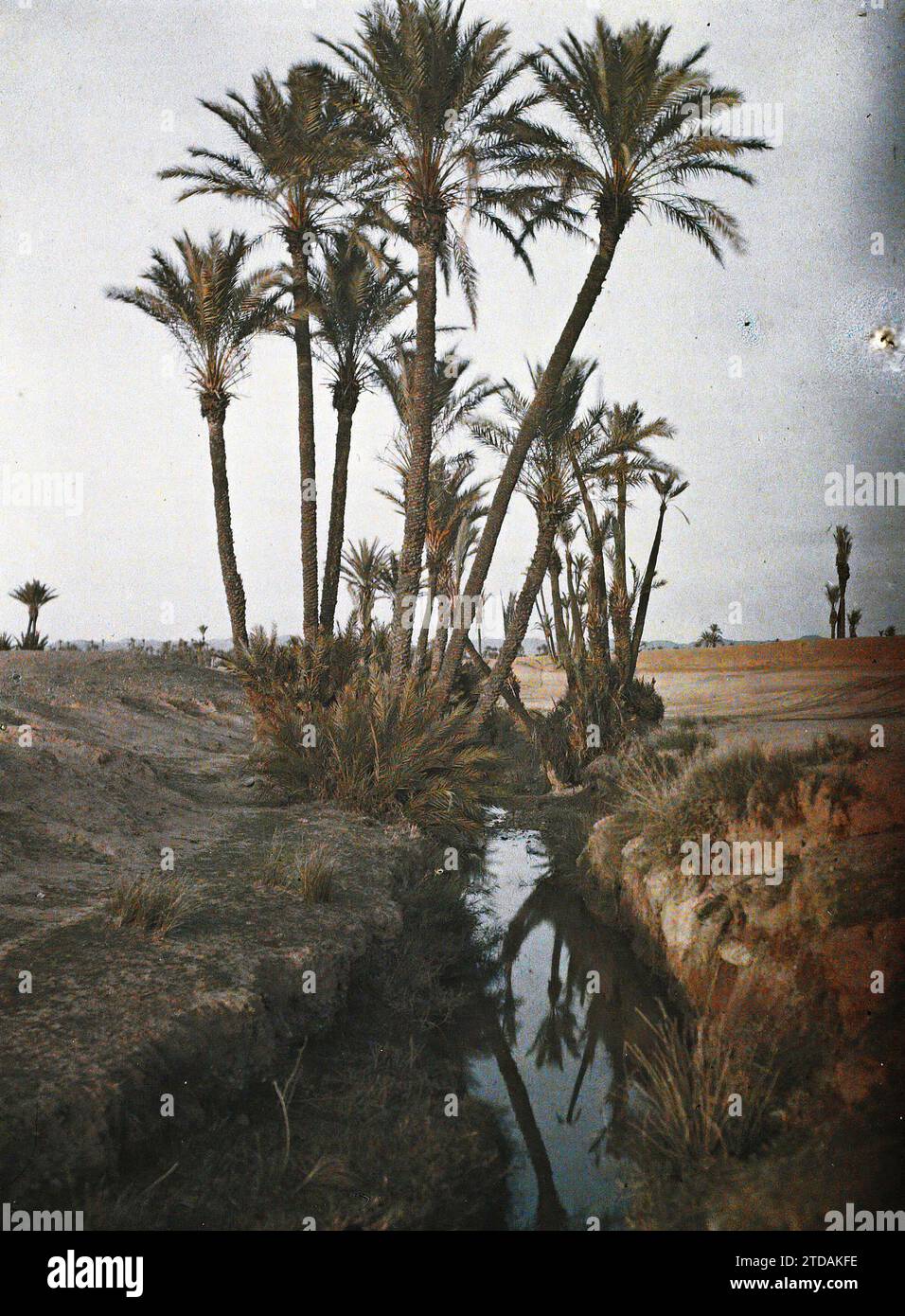 Palmeraie marrakech maroc hi-res stock photography and images - Alamy