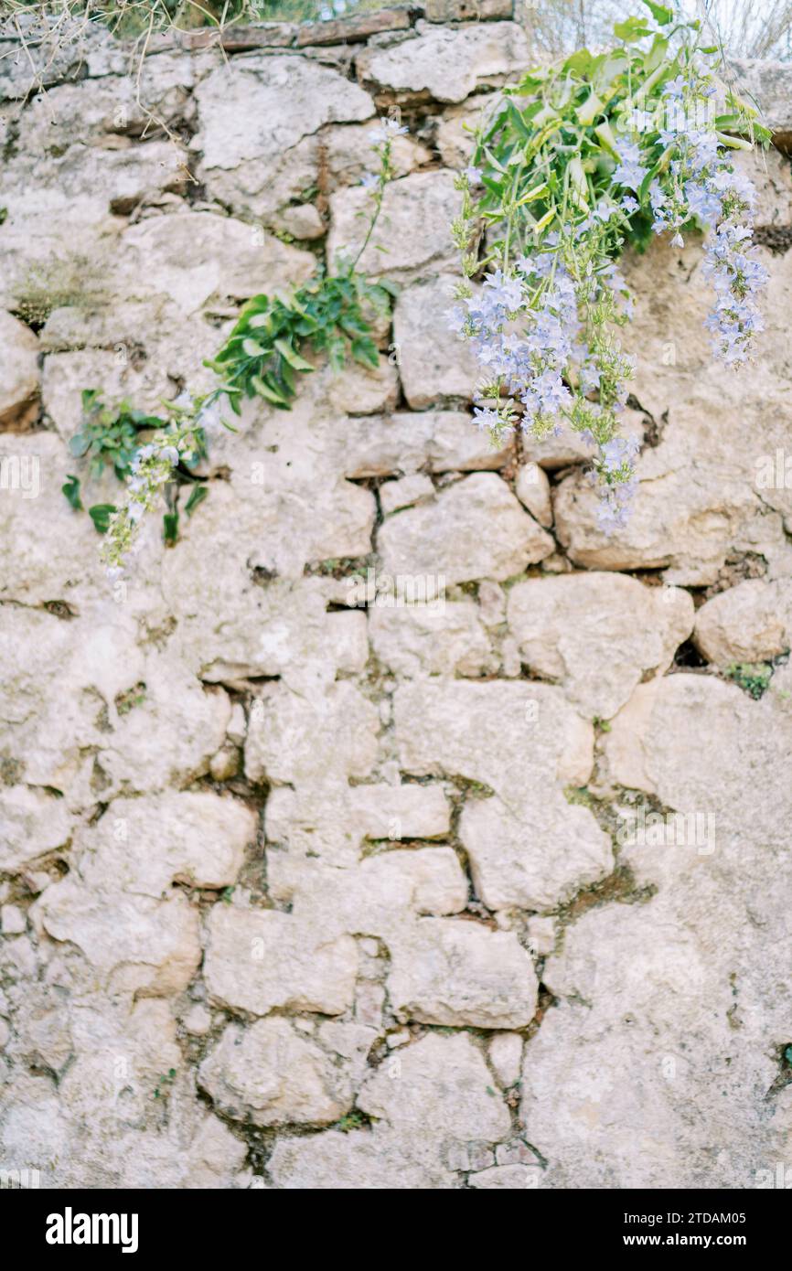 Blue flowers growing on a steep stone ancient wall Stock Photo - Alamy