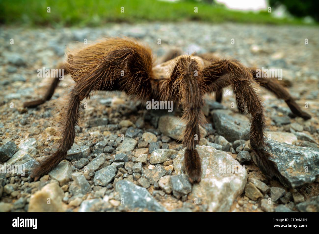 Eight legs and body hi-res stock photography and images - Alamy