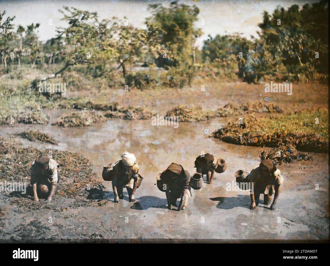 Tonkin, Indochina Spreading freshwater bindweed and fishing for ...