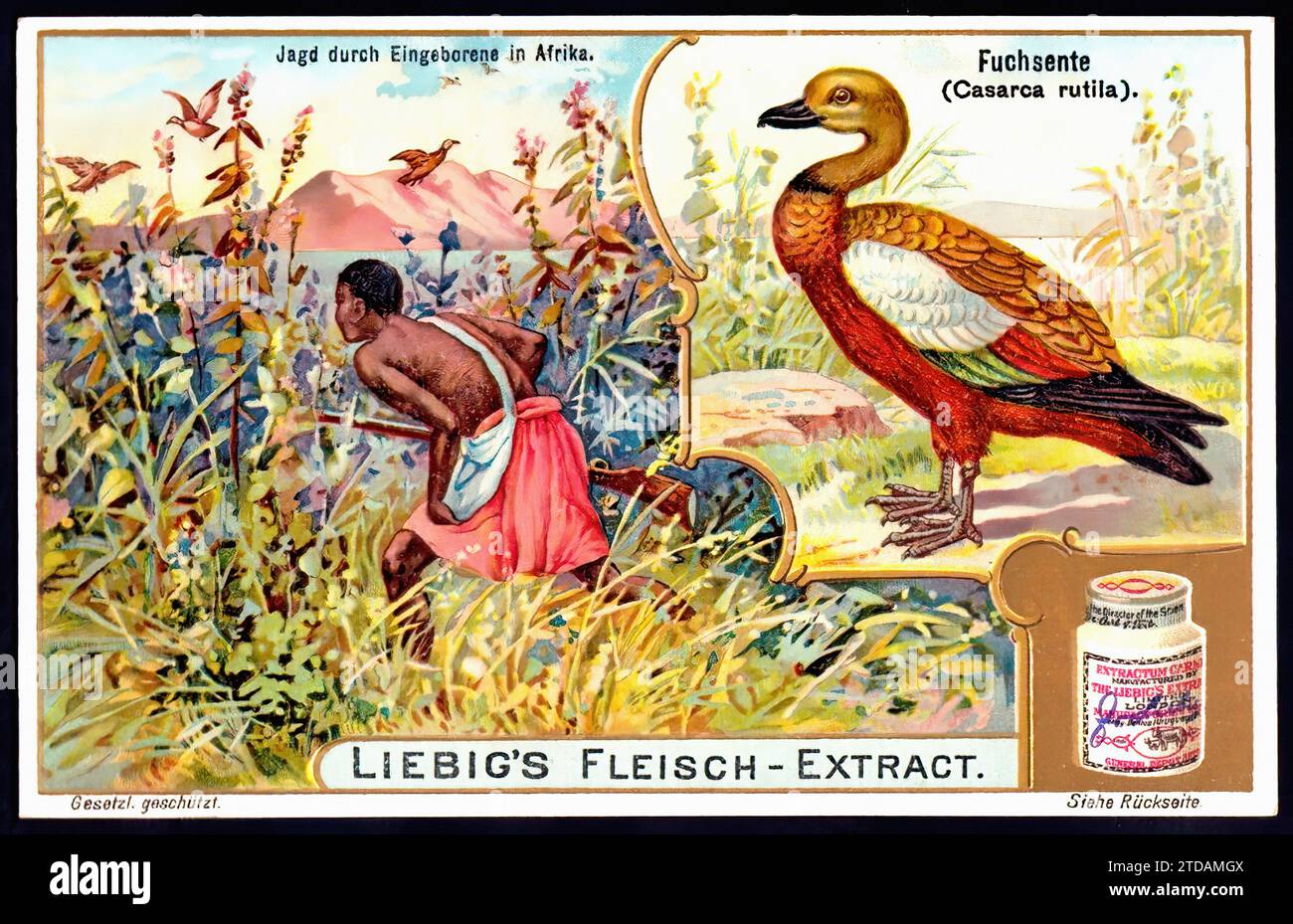 Ruddy sheldrake hi-res stock photography and images - Alamy