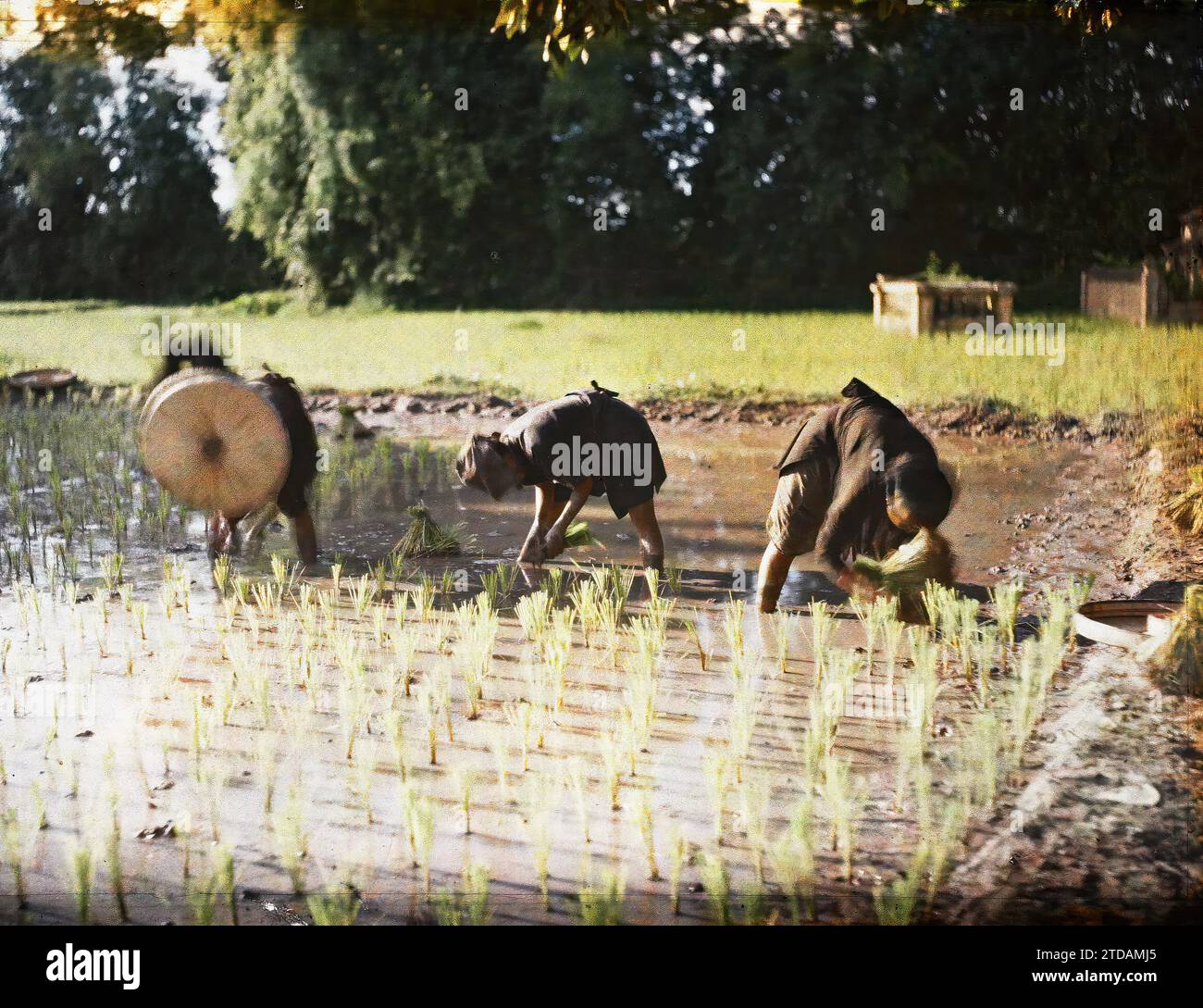 Ha-Dong, Tonkin, Indochina Planting rice for the November harvest ...