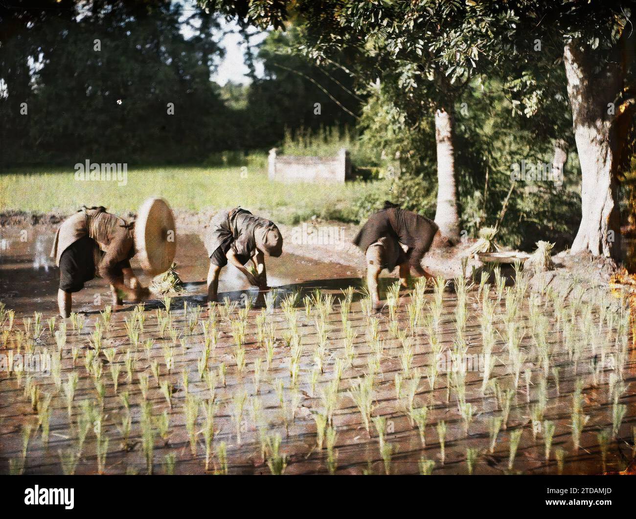 Ha-Dong, Tonkin, Indochina Planting rice for the November harvest ...