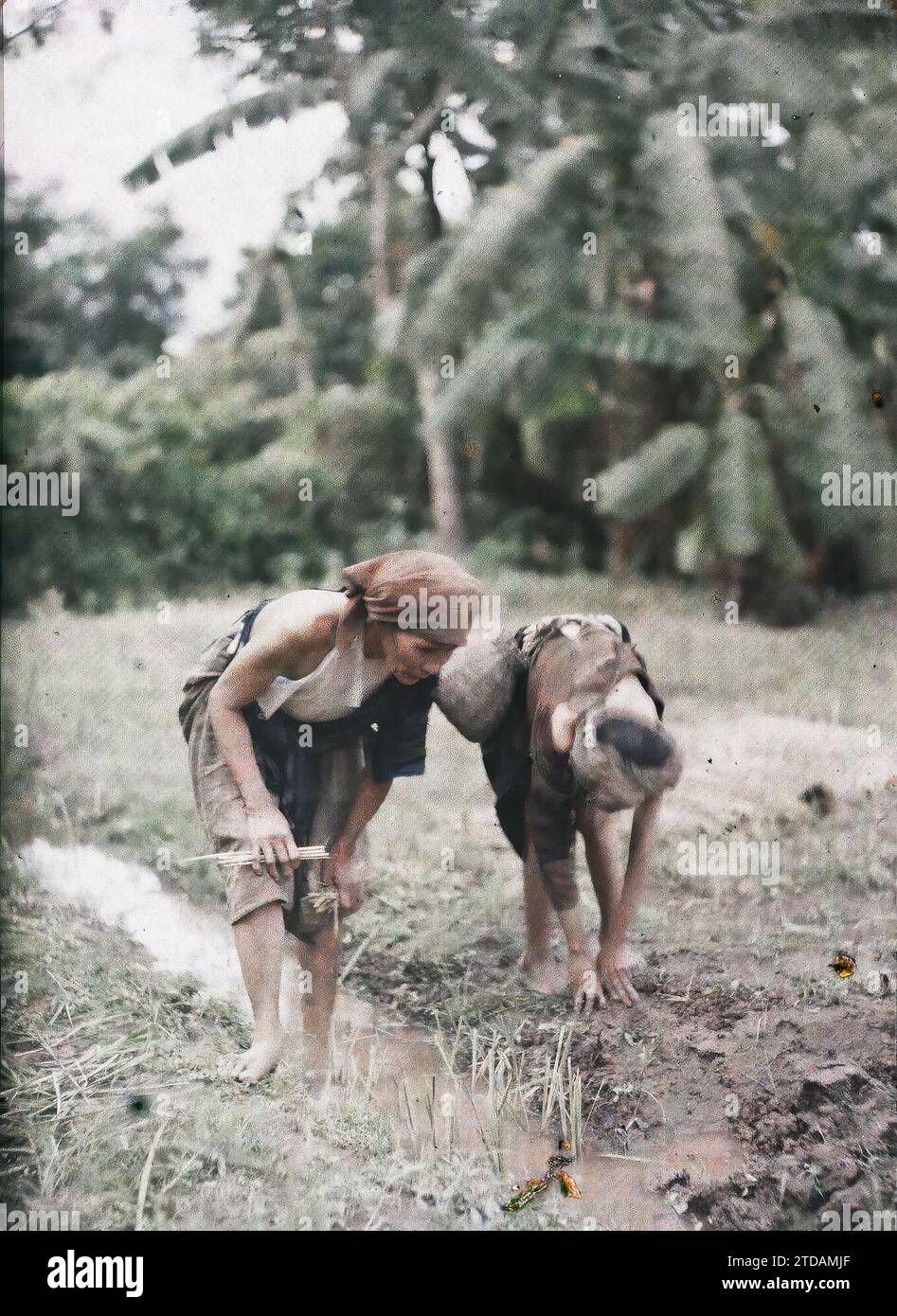 Tonkin, Indochina Planting rice for the November harvest, Human beings ...