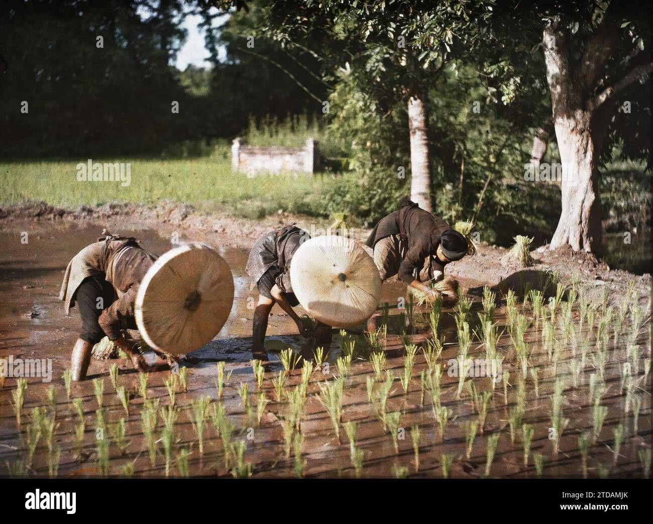Ha-Dong, Tonkin, Indochina Transplanting rice for the November harvest ...