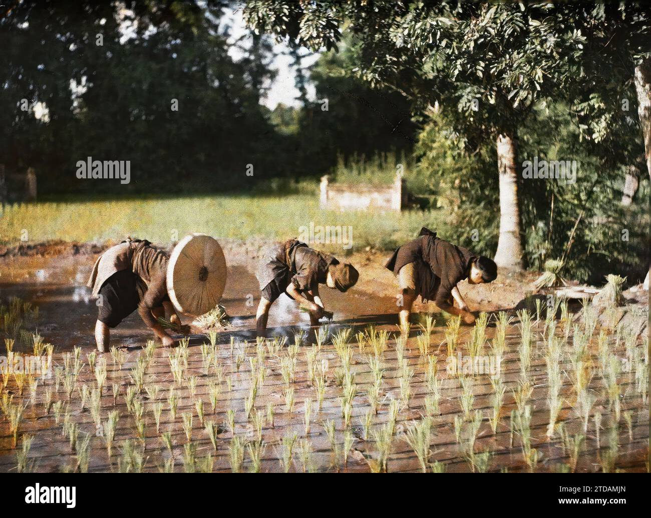 Ha-Dong, Tonkin, Indochina Transplanting rice for the November harvest ...