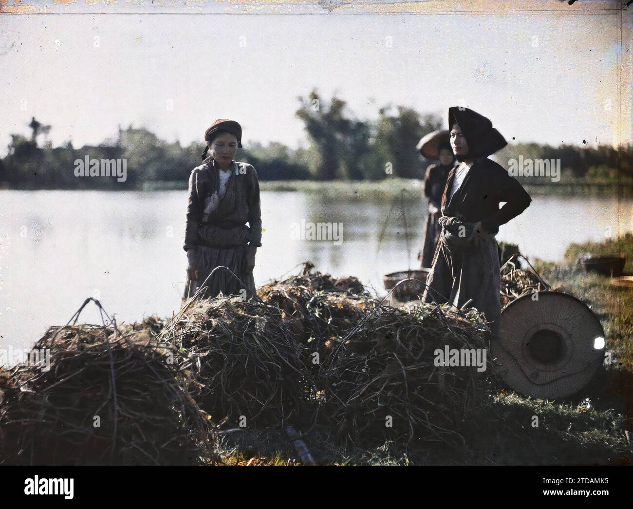 Tonkin, Indochina Transport of water bindweed strains, Human beings ...