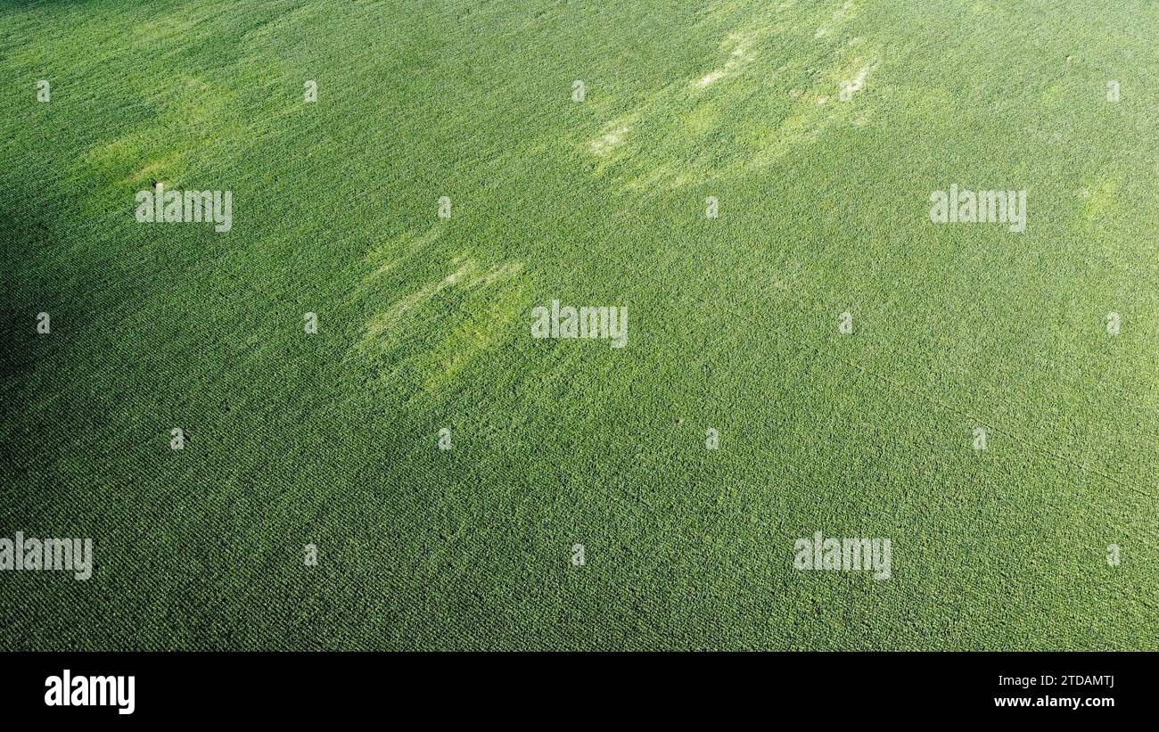 Extensive corn fields, top view. Green farm fields, landscape Stock ...