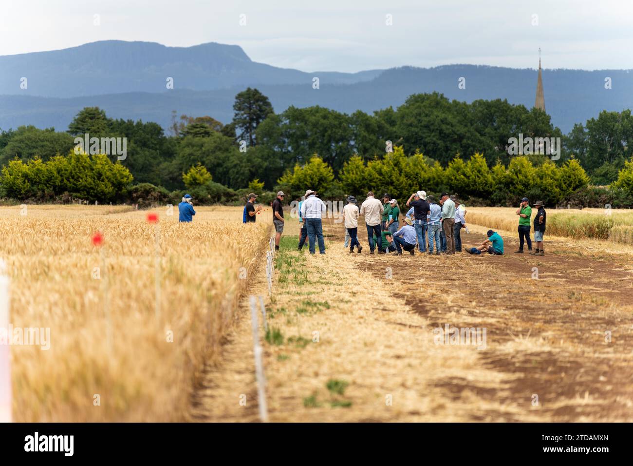 group of farmers in a field learning about wheat and barley crops from ...