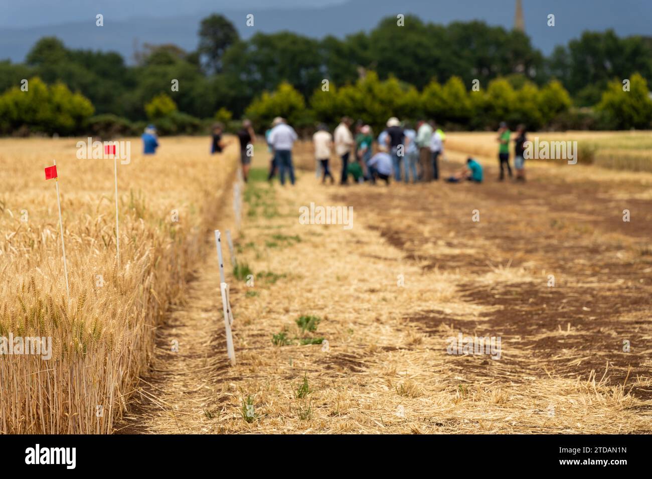 group of farmers doing a crop walk learning about crop health and ...