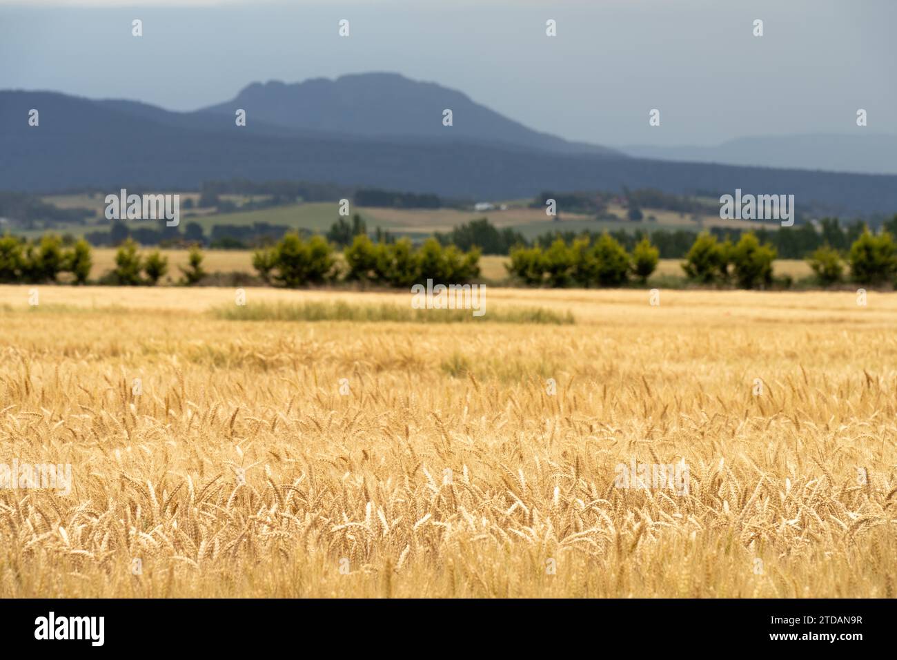farming landscape of a wheat crop in australia in summer Stock Photo ...