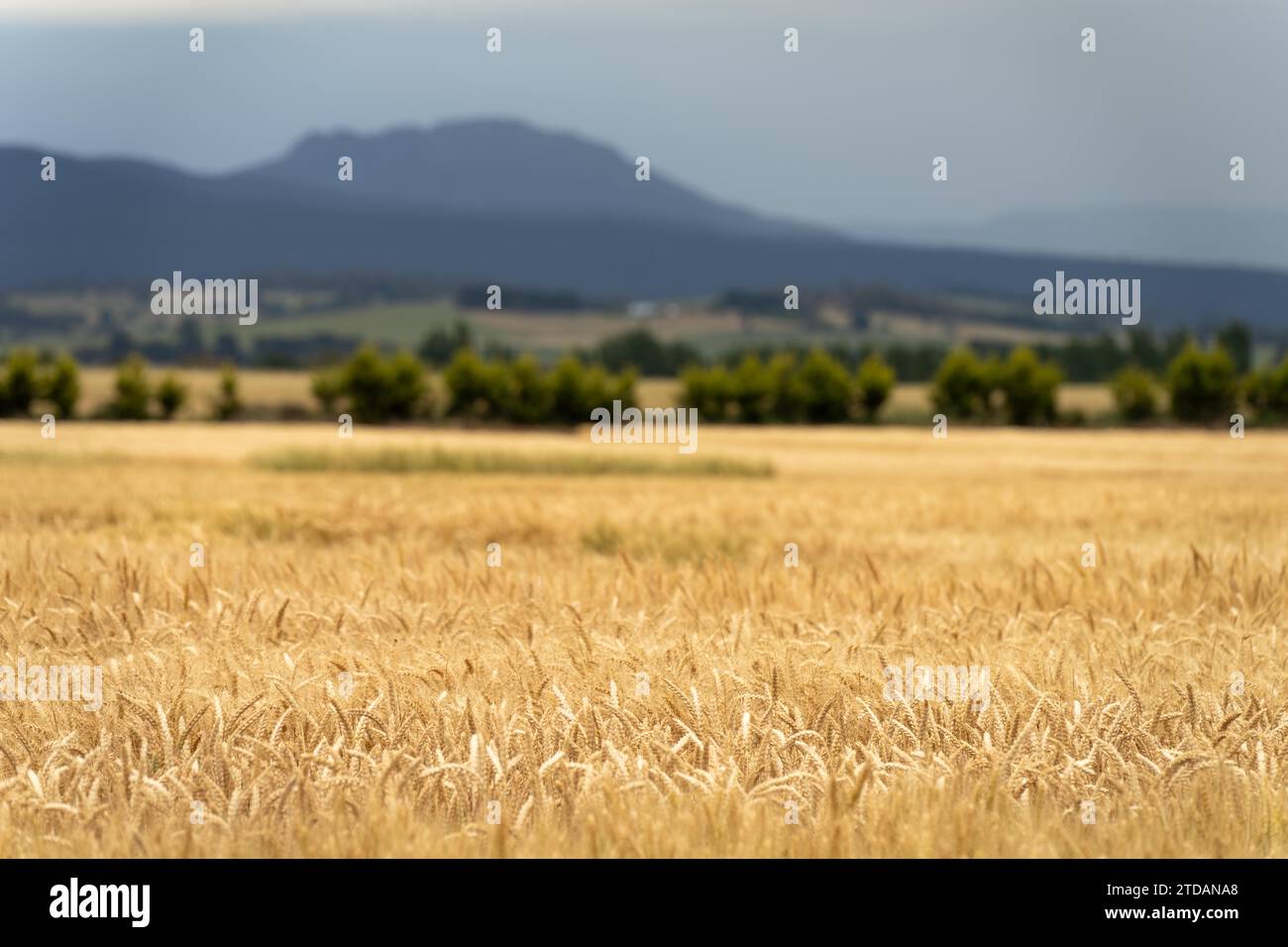 beautiful farming landscape of wheat fields and crops growing Stock ...