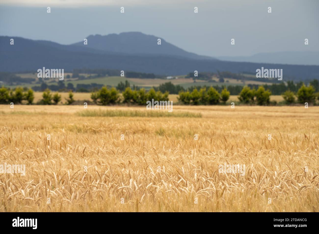 wheat grain crop in a field in a farm growing in rows. growing a crop ...