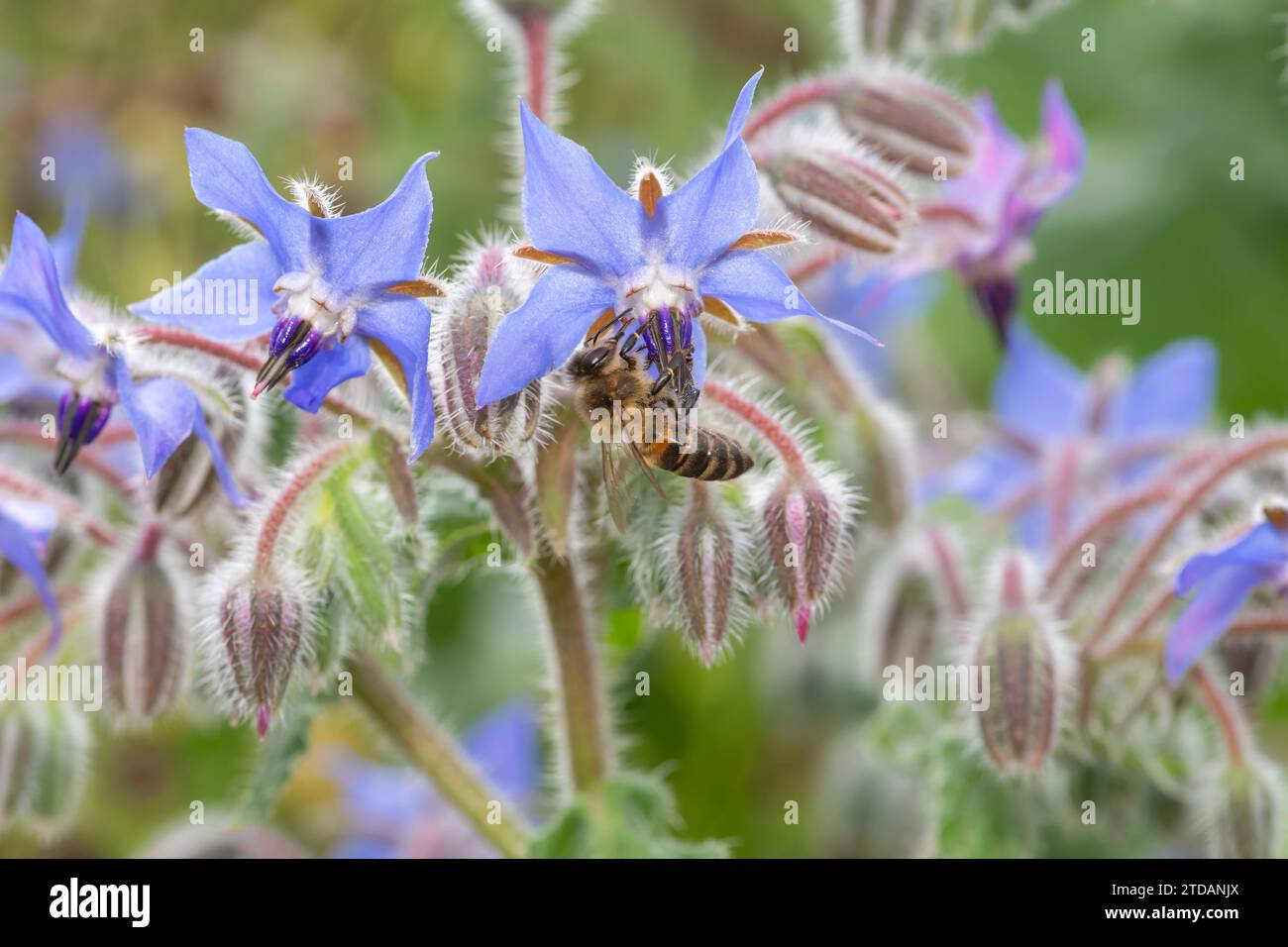 Close up of borage (borago officinalis) flowers in bloom Stock Photo ...
