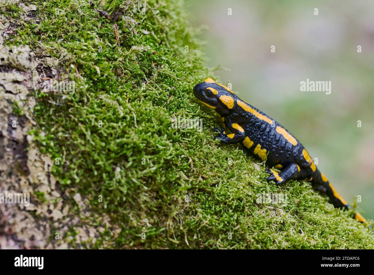 Feuersalamander, Salamandra salamandra, european fire salamander Stock ...
