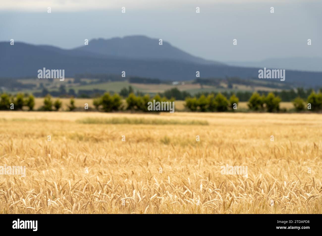 beautiful farming landscape of wheat fields and crops growing Stock ...