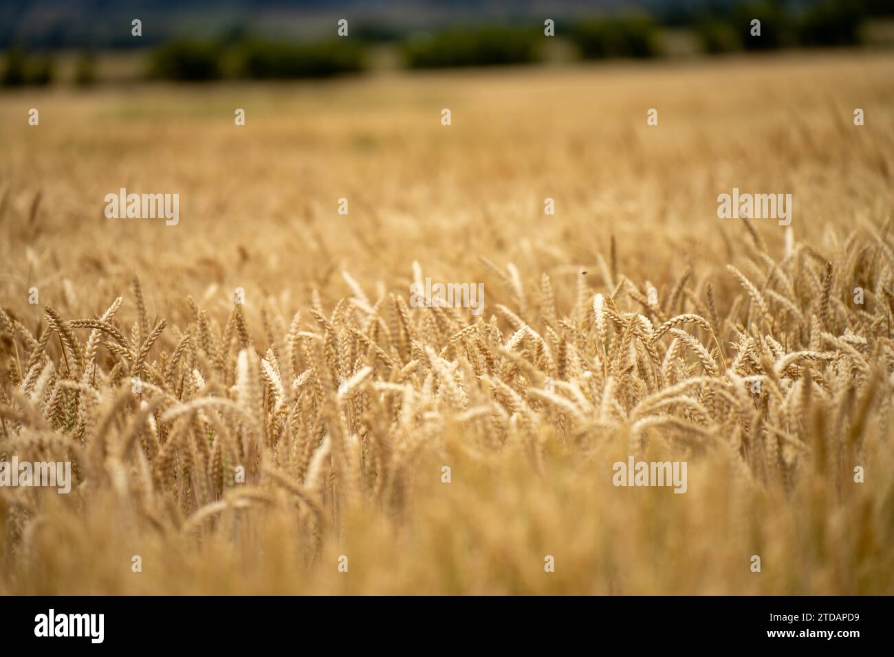 austrlian farming landscape of a wheat grain crop in a field in a farm ...