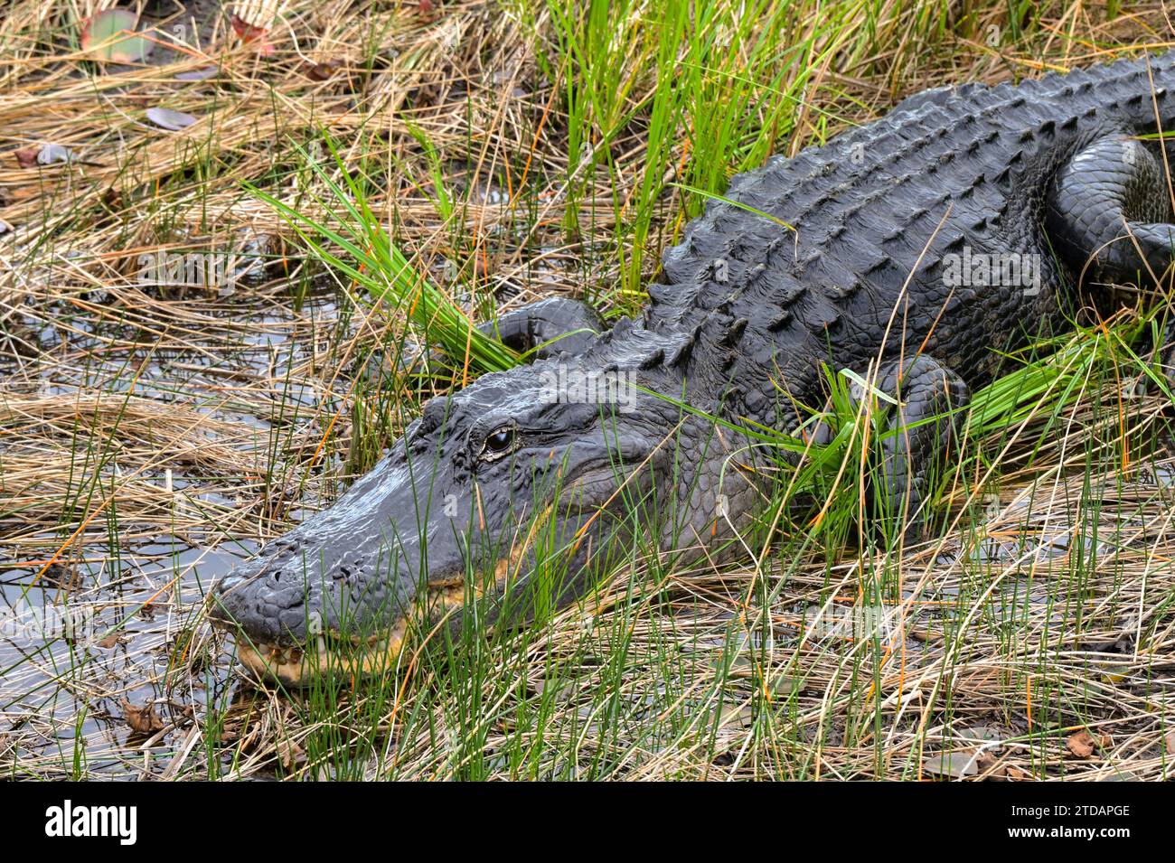 Closeup view of a large alligator among reeds and swamp in the ...