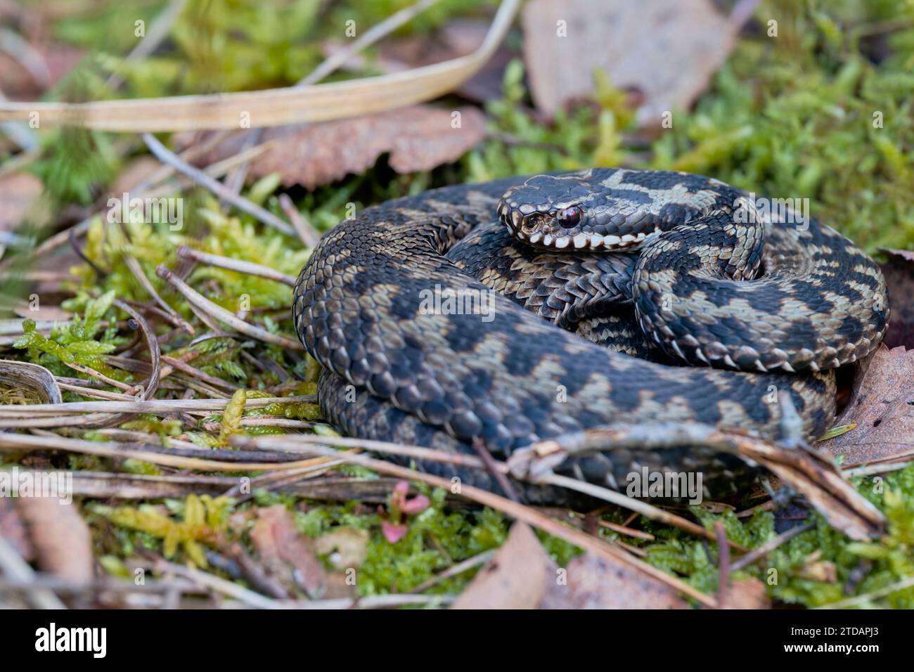 Common european adder hi-res stock photography and images - Alamy