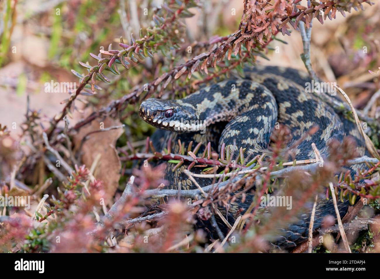Kreuzotter, Vipera berus, Common European adder Stock Photo - Alamy