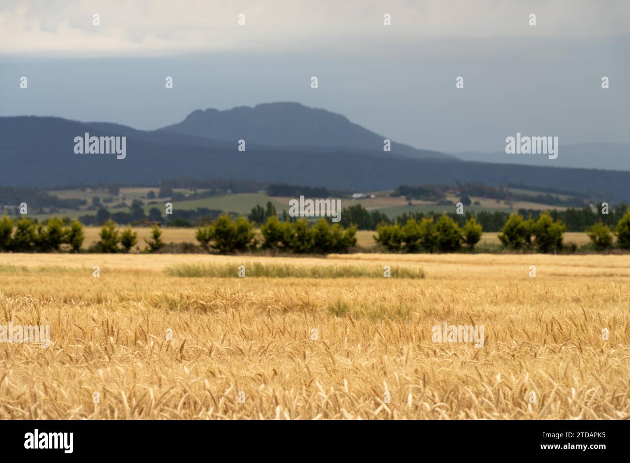 wheat grain crop in a field in a farm growing in rows. growing a crop ...