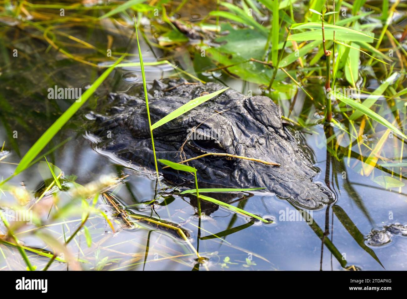 Head of a large alligator showing above the surface of the water among ...