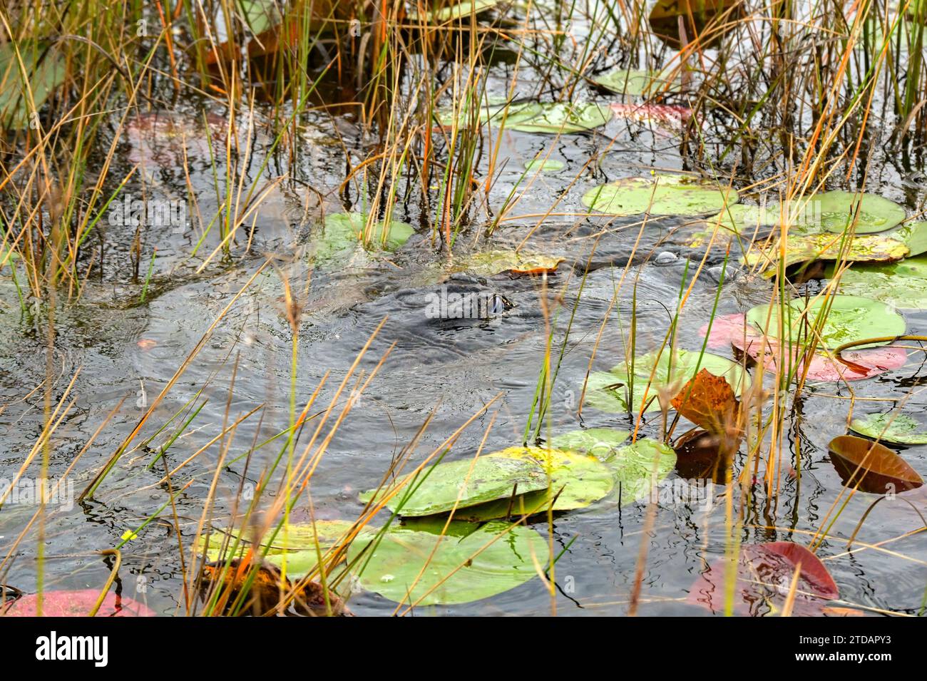 The eye of a large alligator among reeds and swamp in the Everglades ...