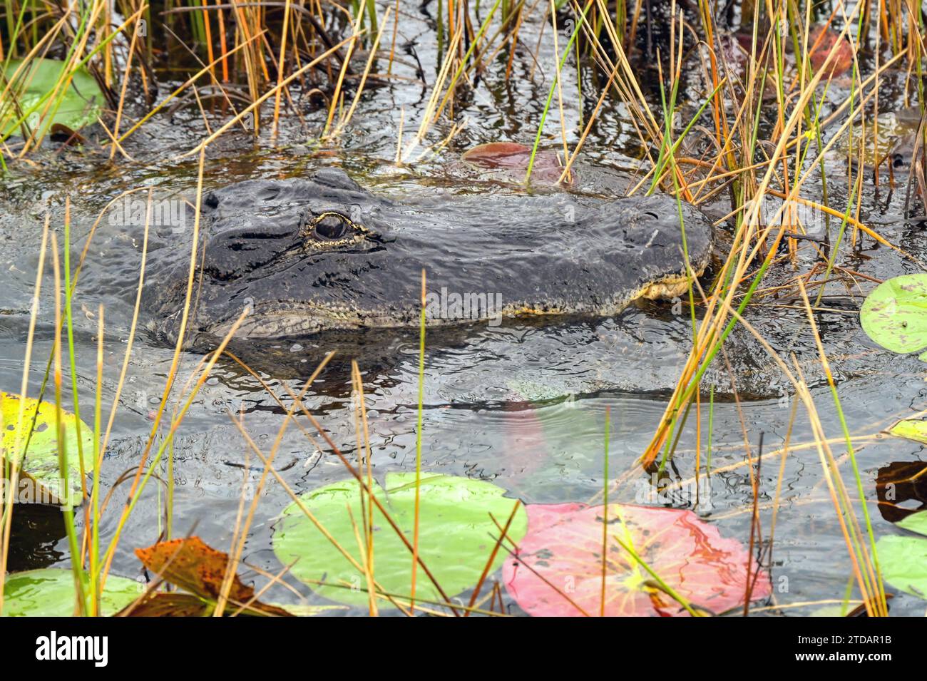 Closeup view of the head of a large alligator above the water in the ...