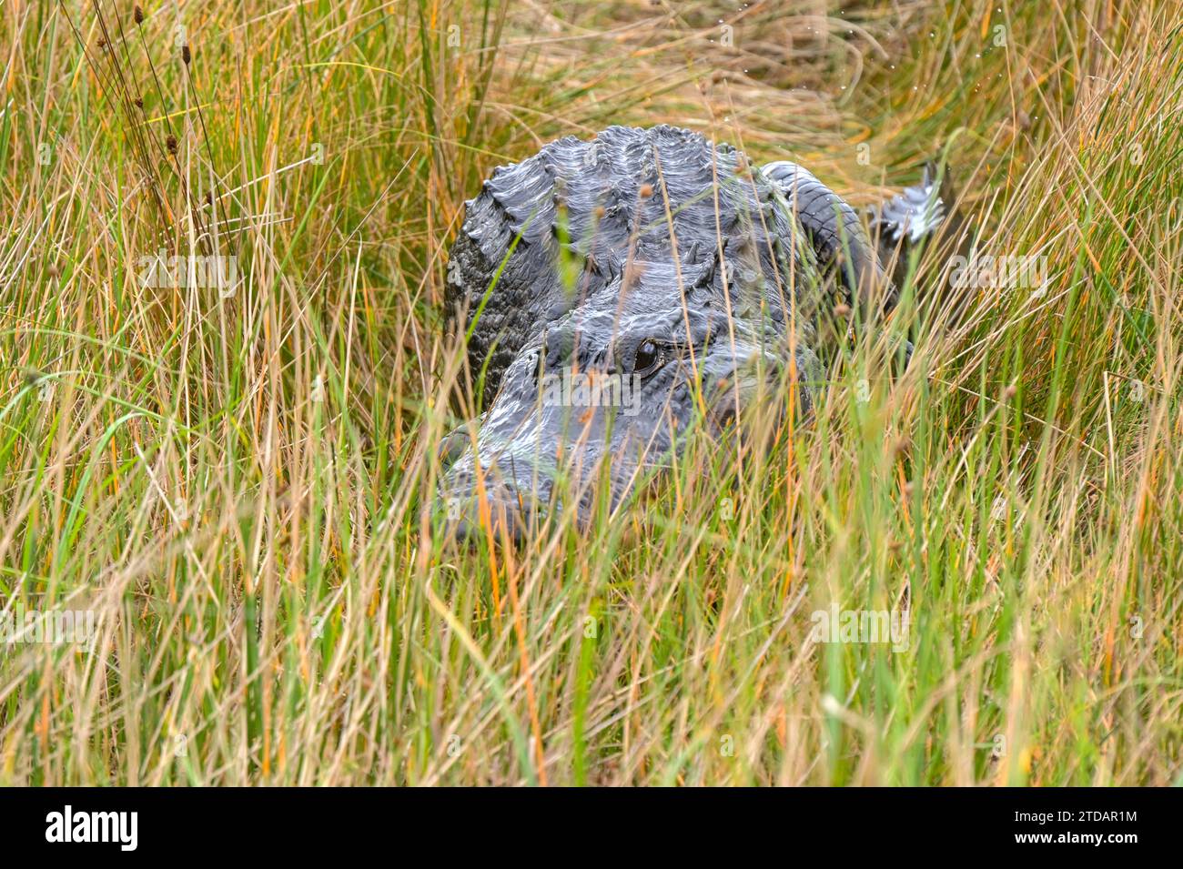 Large alligator hiding among reeds and swamp in the Everglades Stock ...